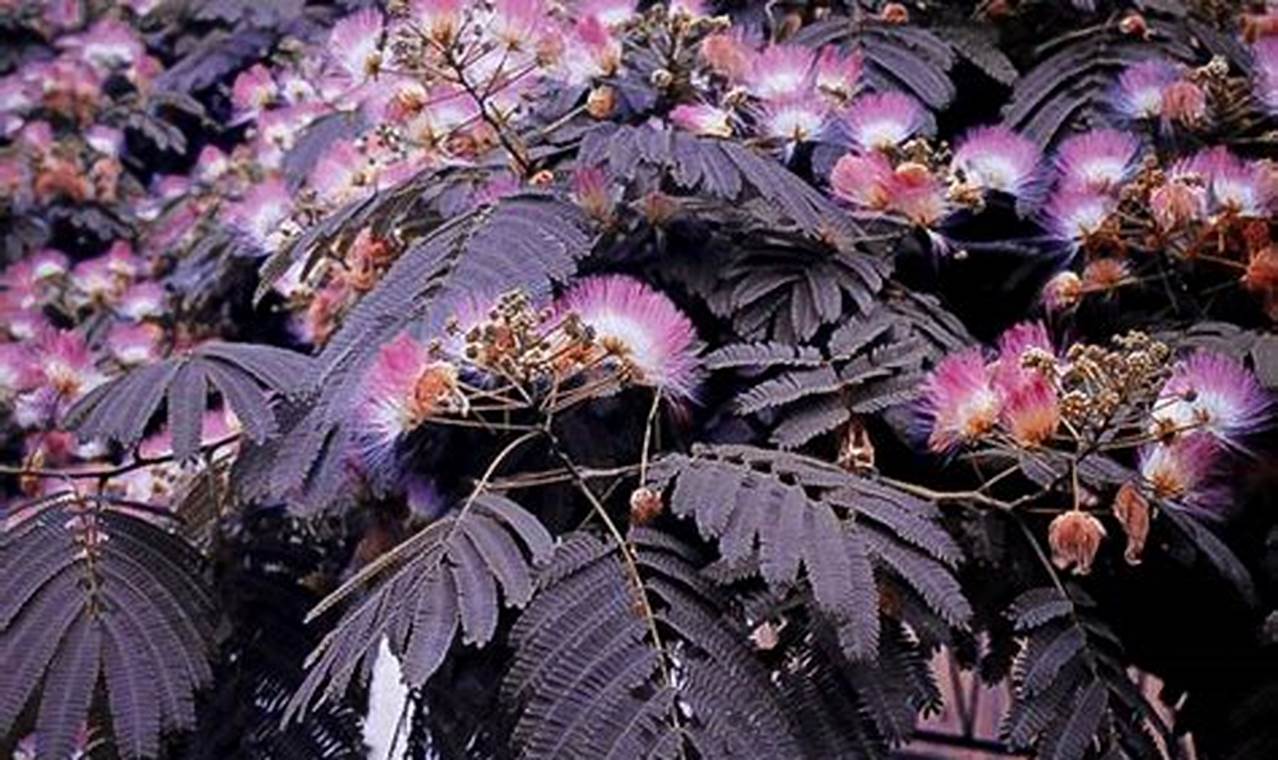 Grow & Care for Chocolate Mimosa Trees