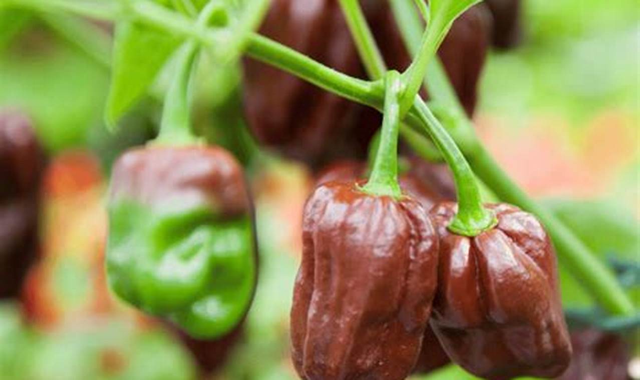 Grow Chocolate Habanero Plants: Guide & Tips