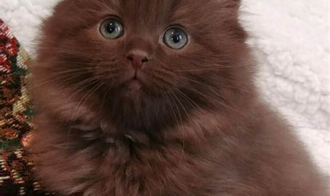 Adorable Chocolate Cats for Sale Now!