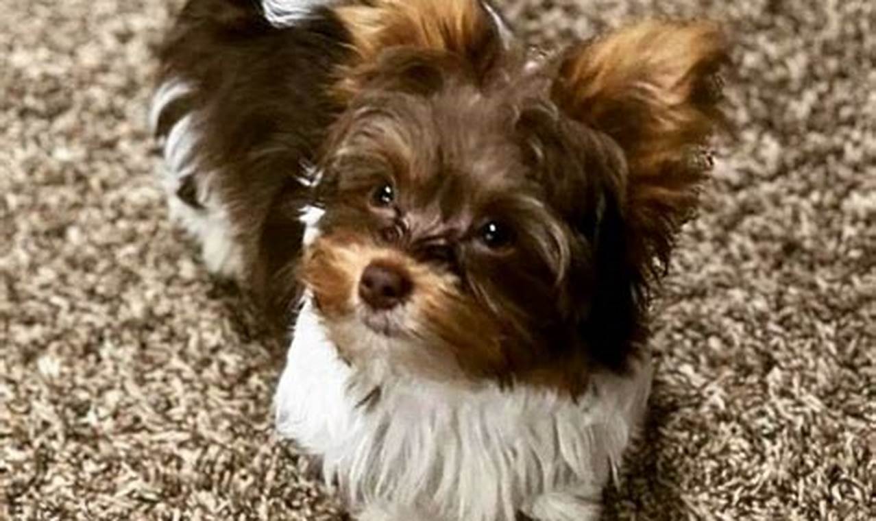 Adorable Chocolate Parti Yorkie Puppies & Care